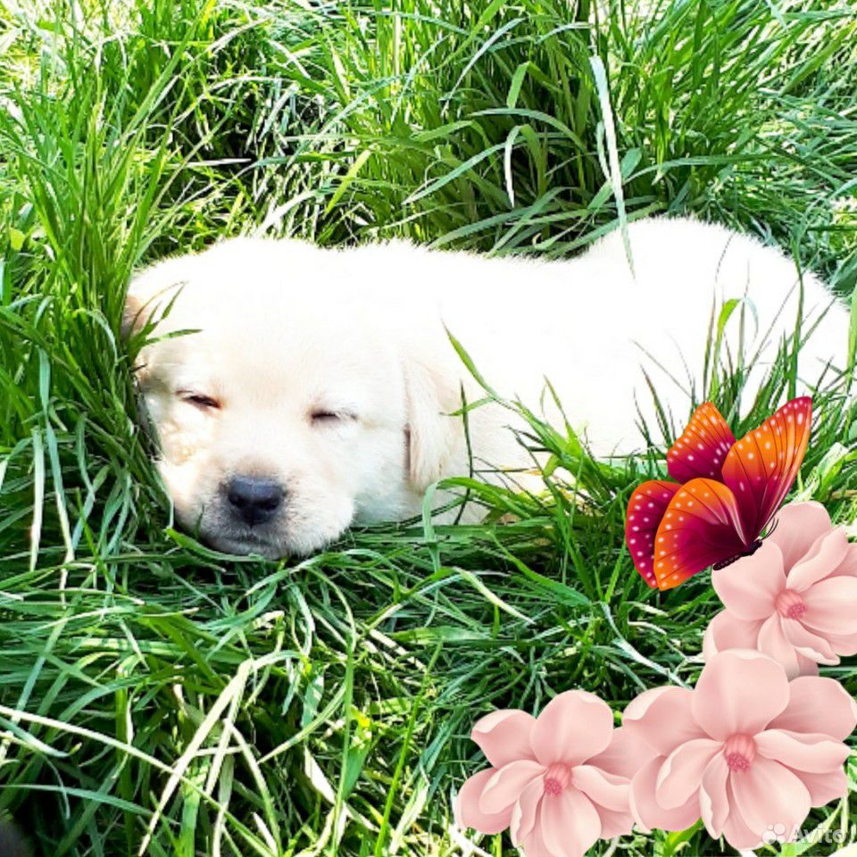 Лучшие детки лабрики