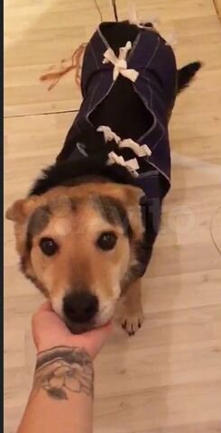 Самая Чудесная собака. Стерилизованная собака