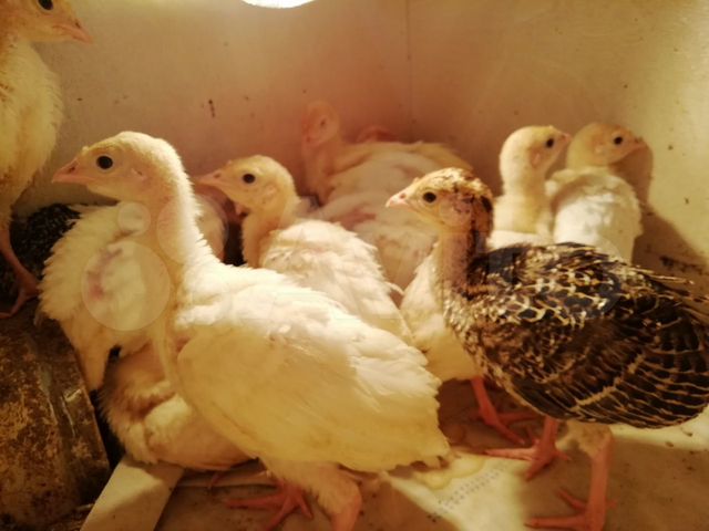 Индюшата подрощенные