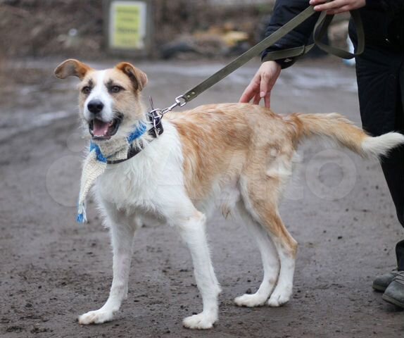 Улыбчивый пес Семен