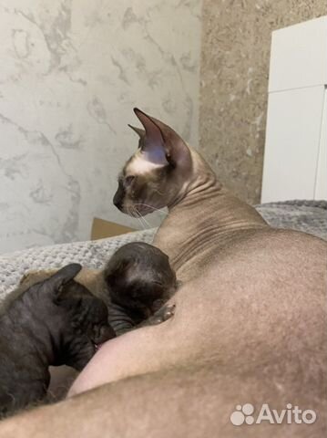 Канадский сфинкс