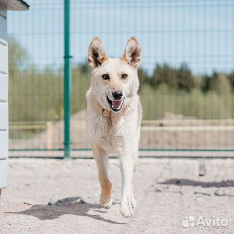 Собака-инвалид нуждается в доме