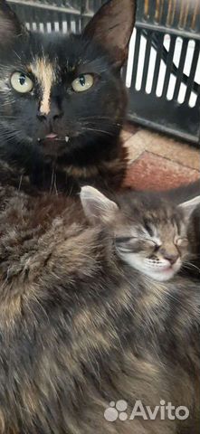 Малыш пушистик от породистого кота