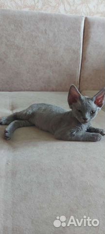 Котята девон-рекс