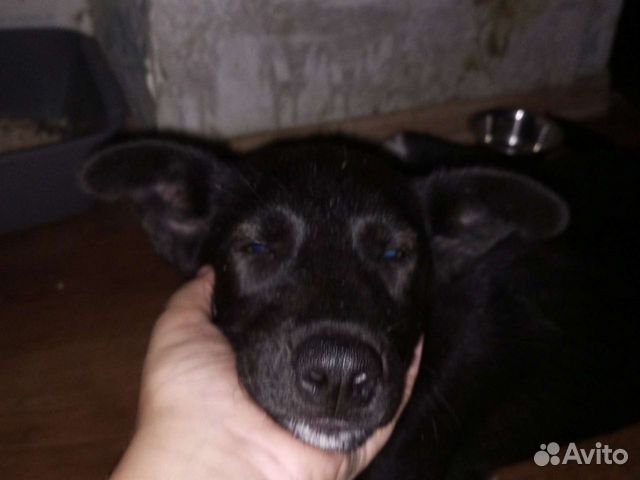 Собака отзывается на имя нада не гадит