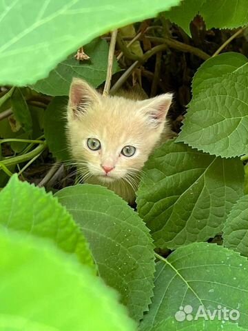 Котенок мальчик бесплатно