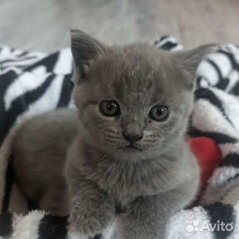 Котенок
