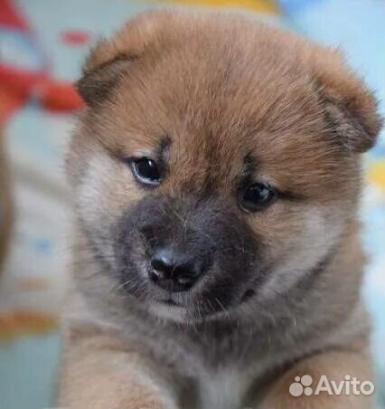 Плюша ищет дом