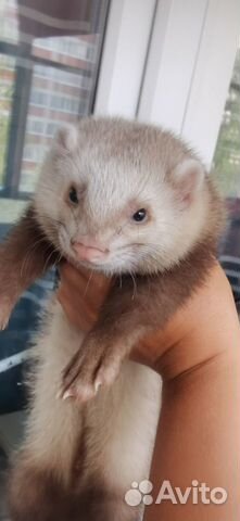 Продам хорька