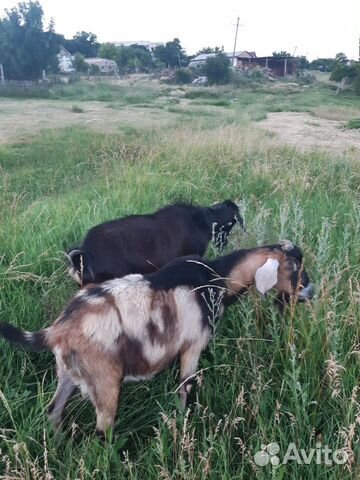 Коза нубийская