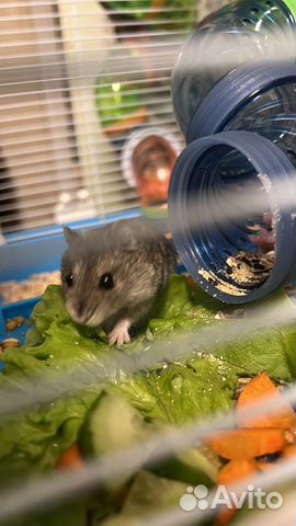 Хомячки Джингарики