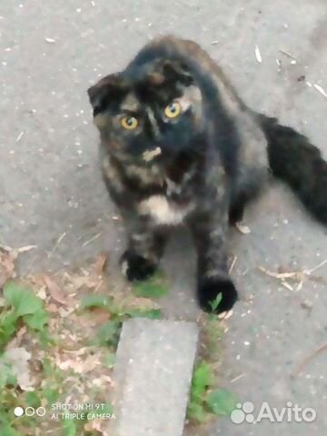 Вислоухая кошечка- потеряшка