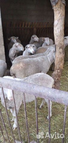 Овцы на развод