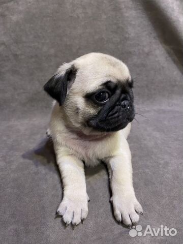 Щенки мопса