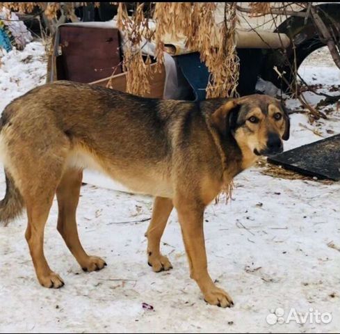 Собака в добрые руки
