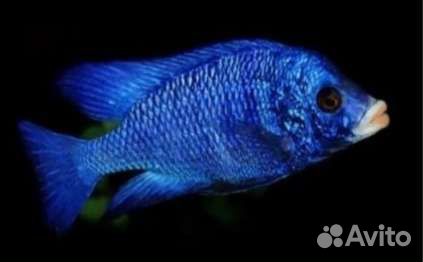 Фенохилус белогубый мдока