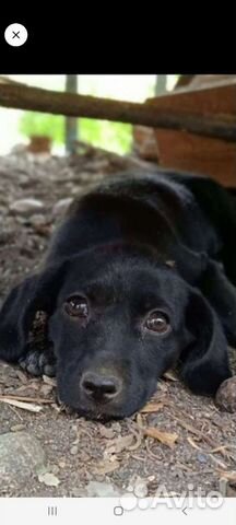 Щенок в добрые руки