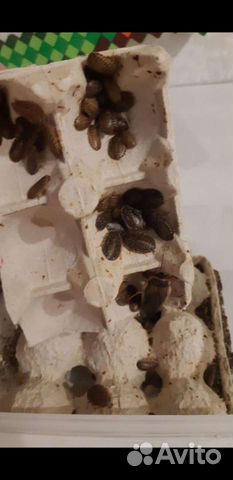 Аргентинский таракан