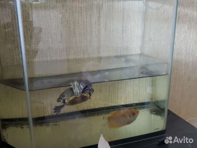 Черепаха Рыбка Аквариум