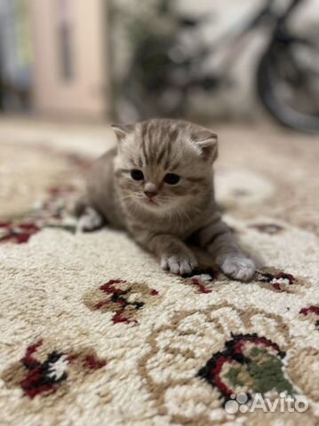 Британские котята