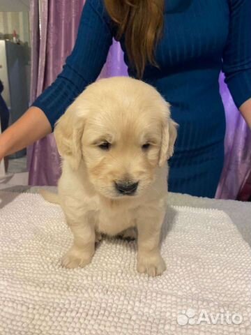 Золотистый ретривер