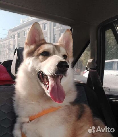 Никак не найдем дом полуЛайке