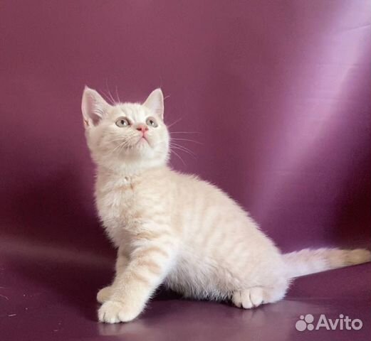 Британский котенок окрас кремовый табби