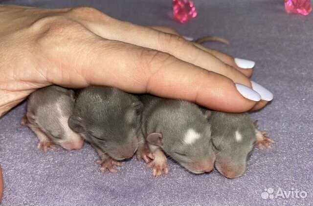 Крысята.Крыса дамбо голубые,сиам,бурмиз