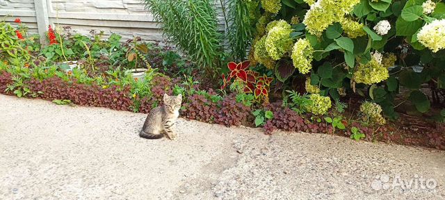 Котята в добрые руки даром