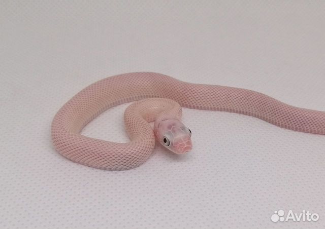 Белый техасский полоз