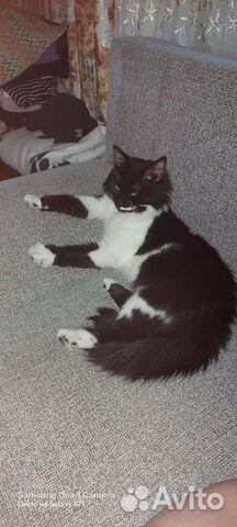 Кот