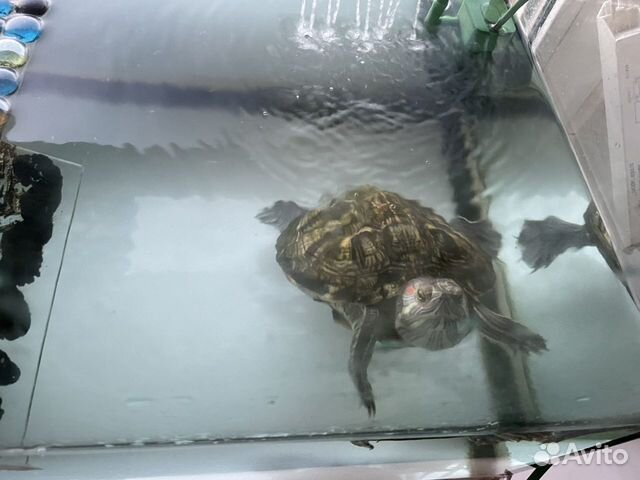 Красноухая черепаха с аквариумом