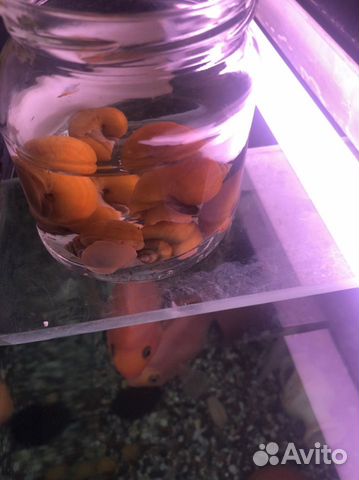 Улитки ампулярии