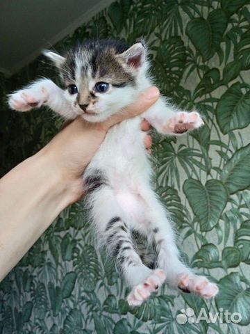 Котенок девочка