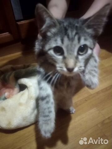 Котенок девочка