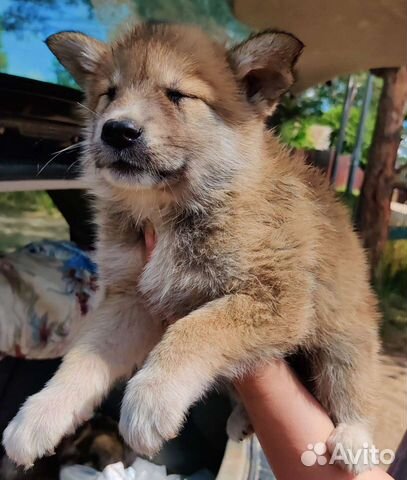 Щенята, Волчата, бесплатно