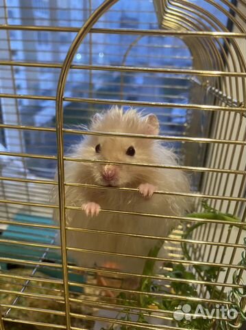 Сирийский хомяк