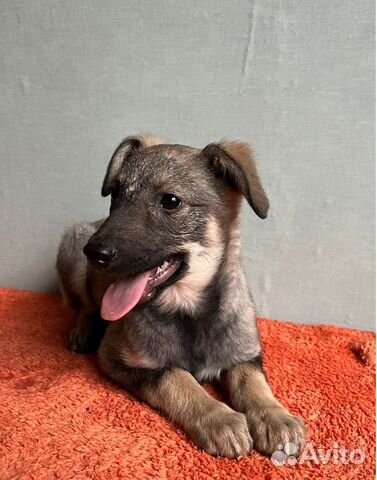 В дар щенок "медвежонок Барни" 3 мес