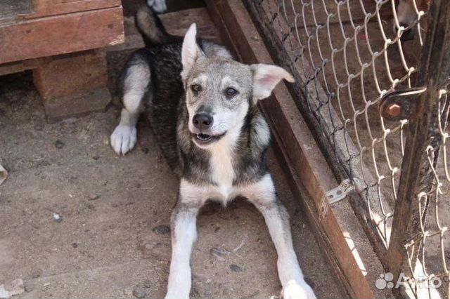 Дафна в хорошие руки