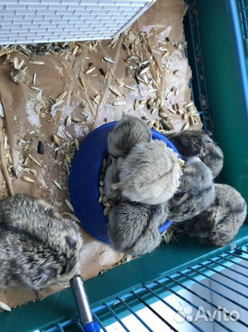 Джунгарский хомяк