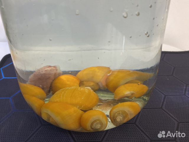 Улитка ампулярия (желтая)