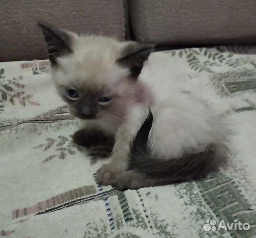 Продам котят