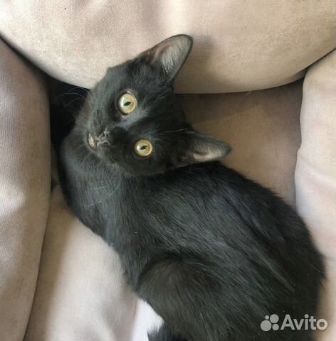 Черный котенок девочка