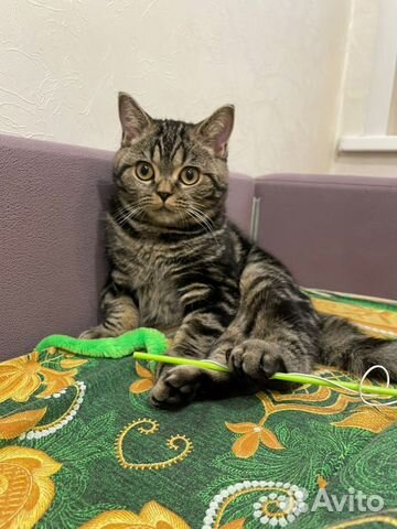 Девочка в добрые руки