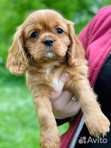 Лав Ис Топ Лёва Кавалер Кинг Чарльз