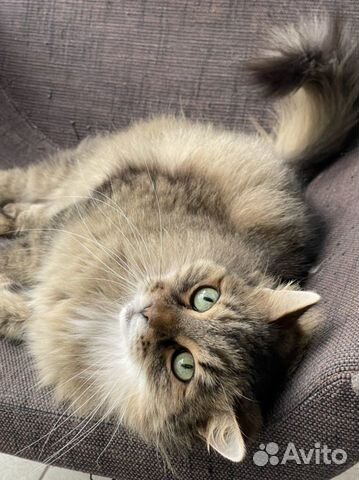 Сибирский кот выброшен на улицу