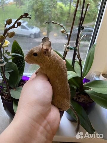 Чилийская белка дегу