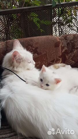 Отдам в хорошие руки котенка