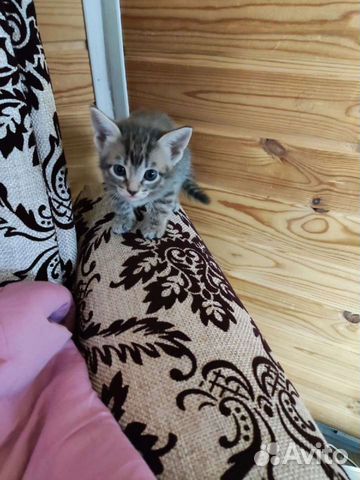 Сфинкс браш