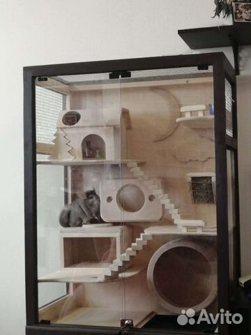 Шиншилла сапфир